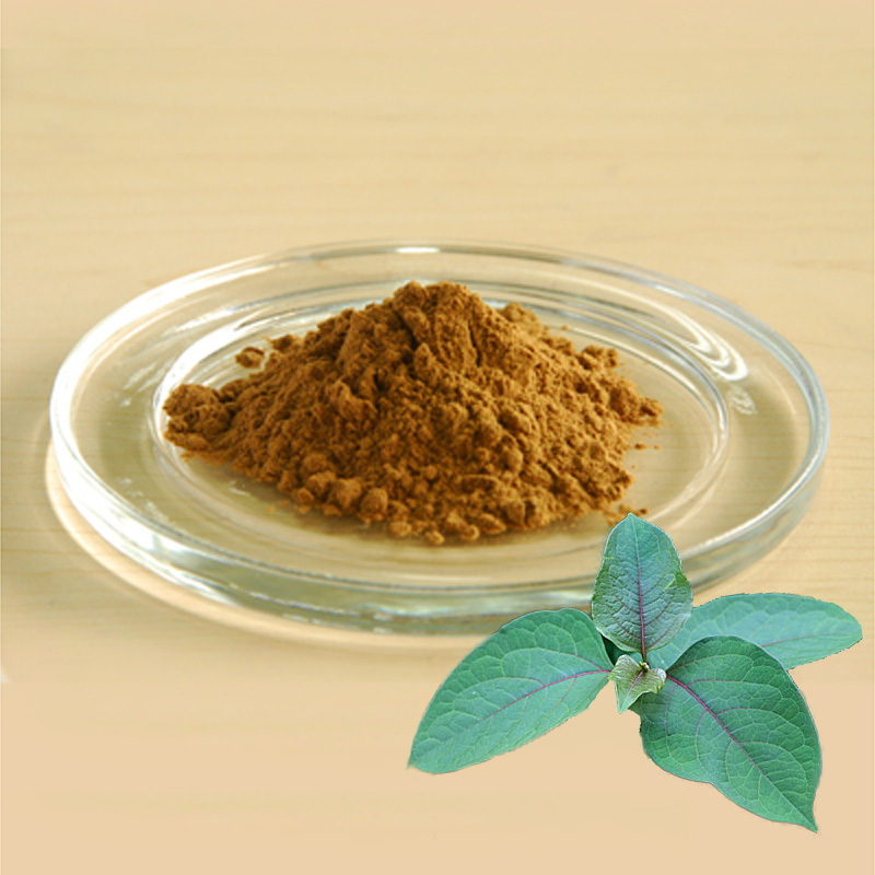 Giant Knotweed Extract - HANGZHOU SHENGSHU BIOTECH CO.,LTD